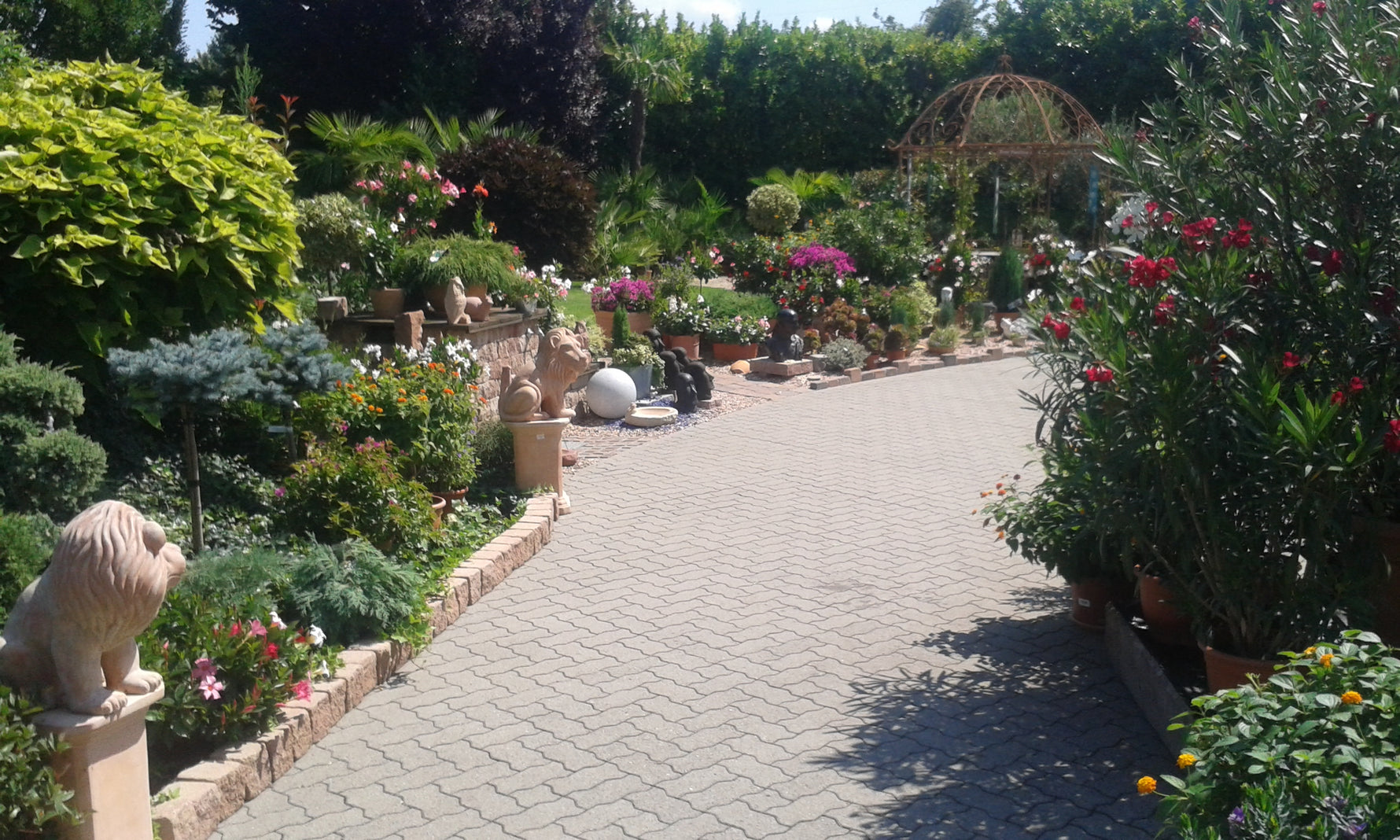 Palmen der Premiumgärtnerei Toskanagarten Lingenfeld – toskanagartenshop